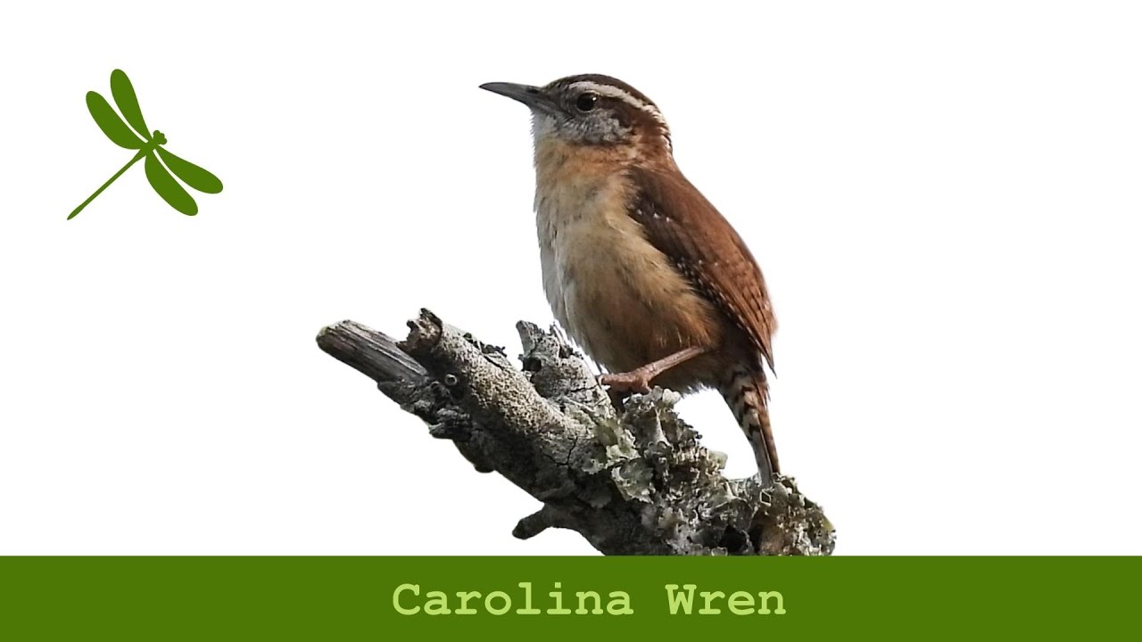 Nature Walk Carolina Wrens Youtube