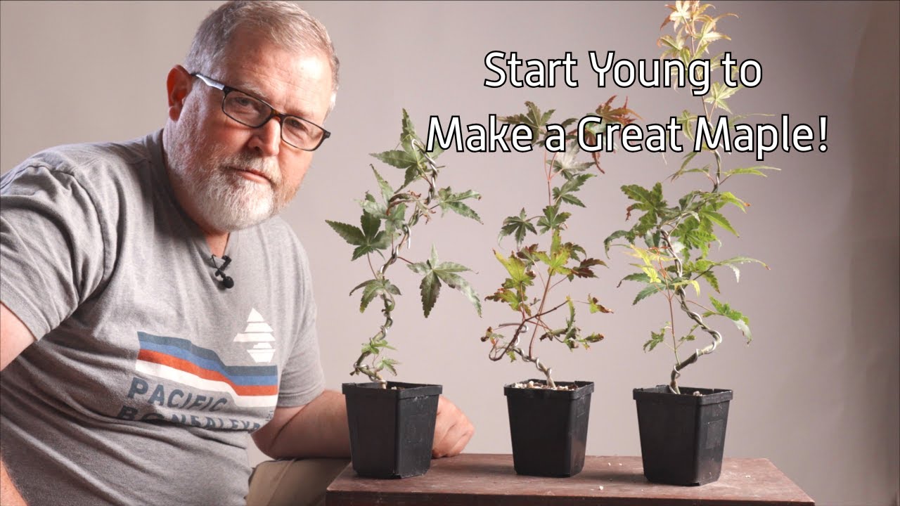 What To Do With Young Japanese Maples Youtube