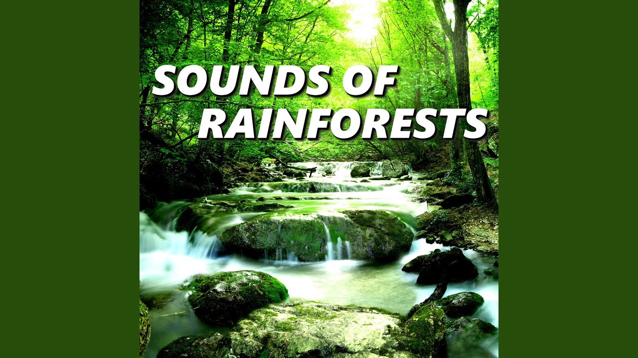 Rainforest Sound Youtube Music