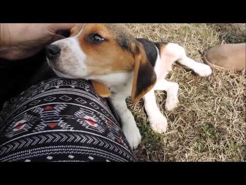 Cutest Beagle Puppy Ever Youtube