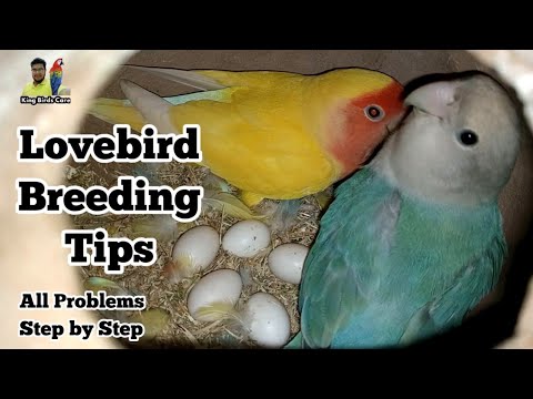 Love Birds Breeding Tips Lovebirds Full Information Love Birds