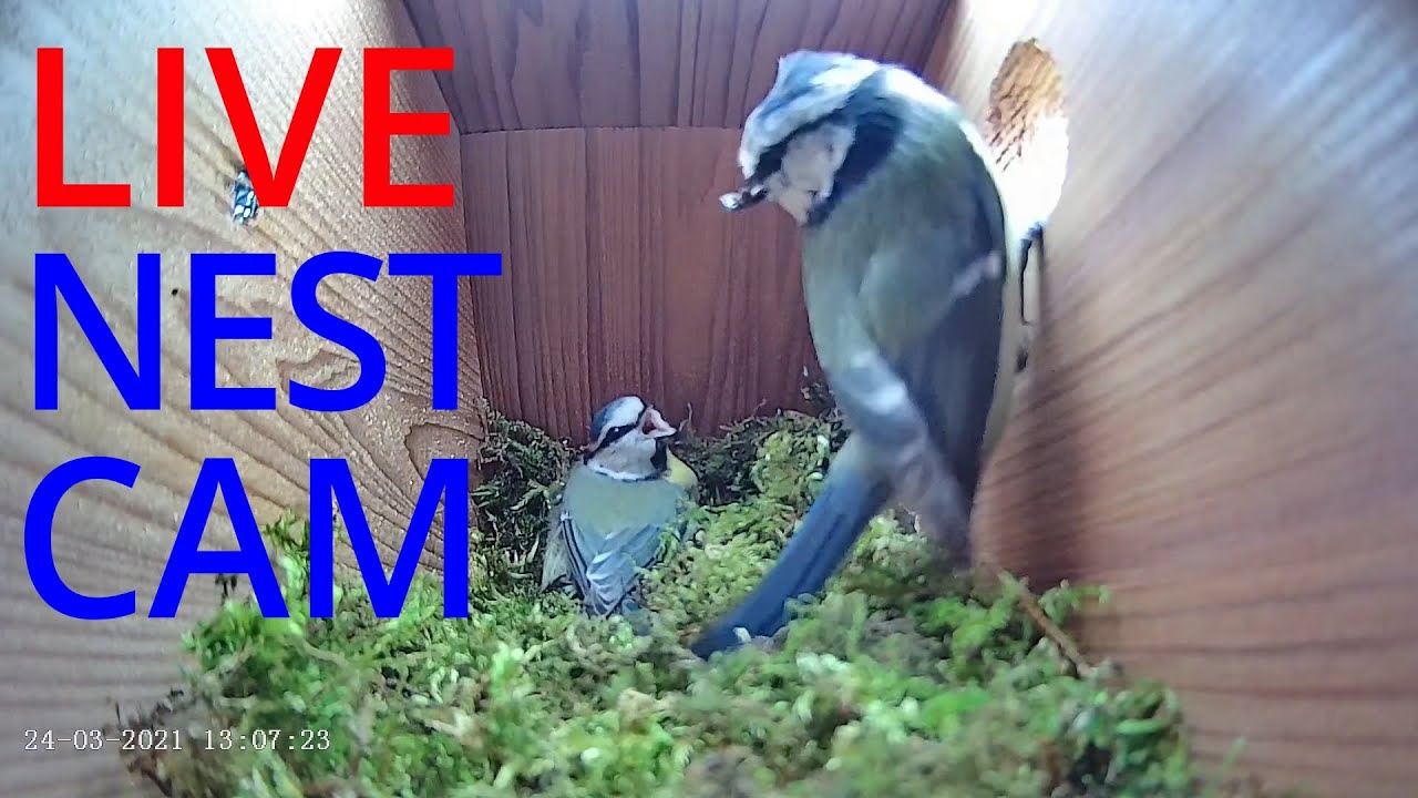 Live Nest Box Camera 2021 With 2 Blue Tit Chicks Loughborough Uk