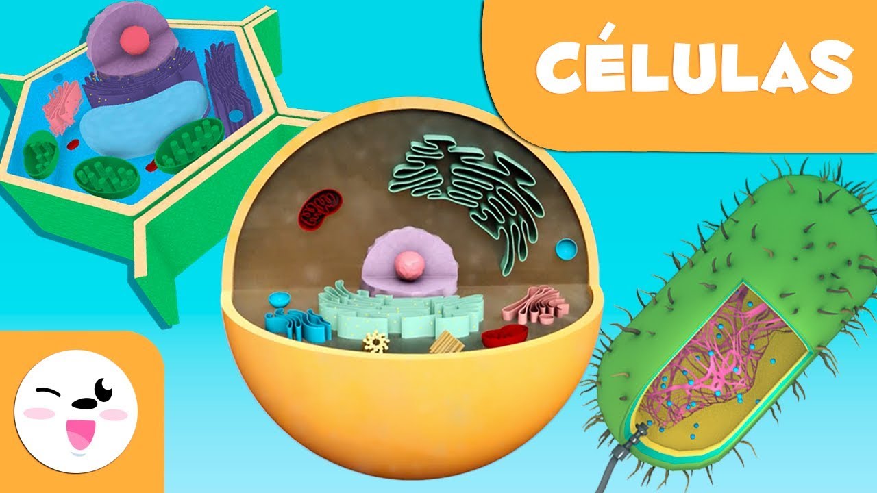 La Célula Para Niños Tipos Estructura Funciones Y Partes Ciencia