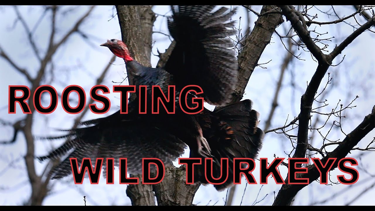 Wild Turkeys Roosting In Trees At Sunset Youtube
