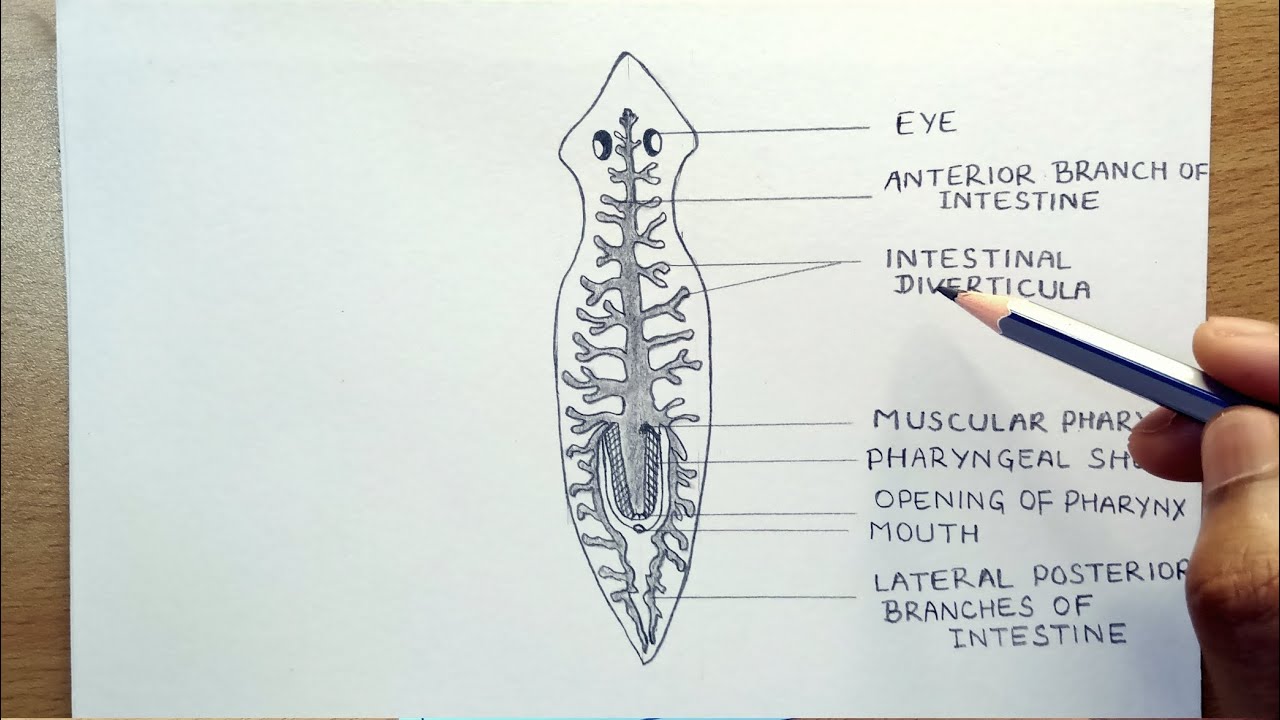 Planaria Diagram Unlabeled 100 Planaria Stock Illustrations