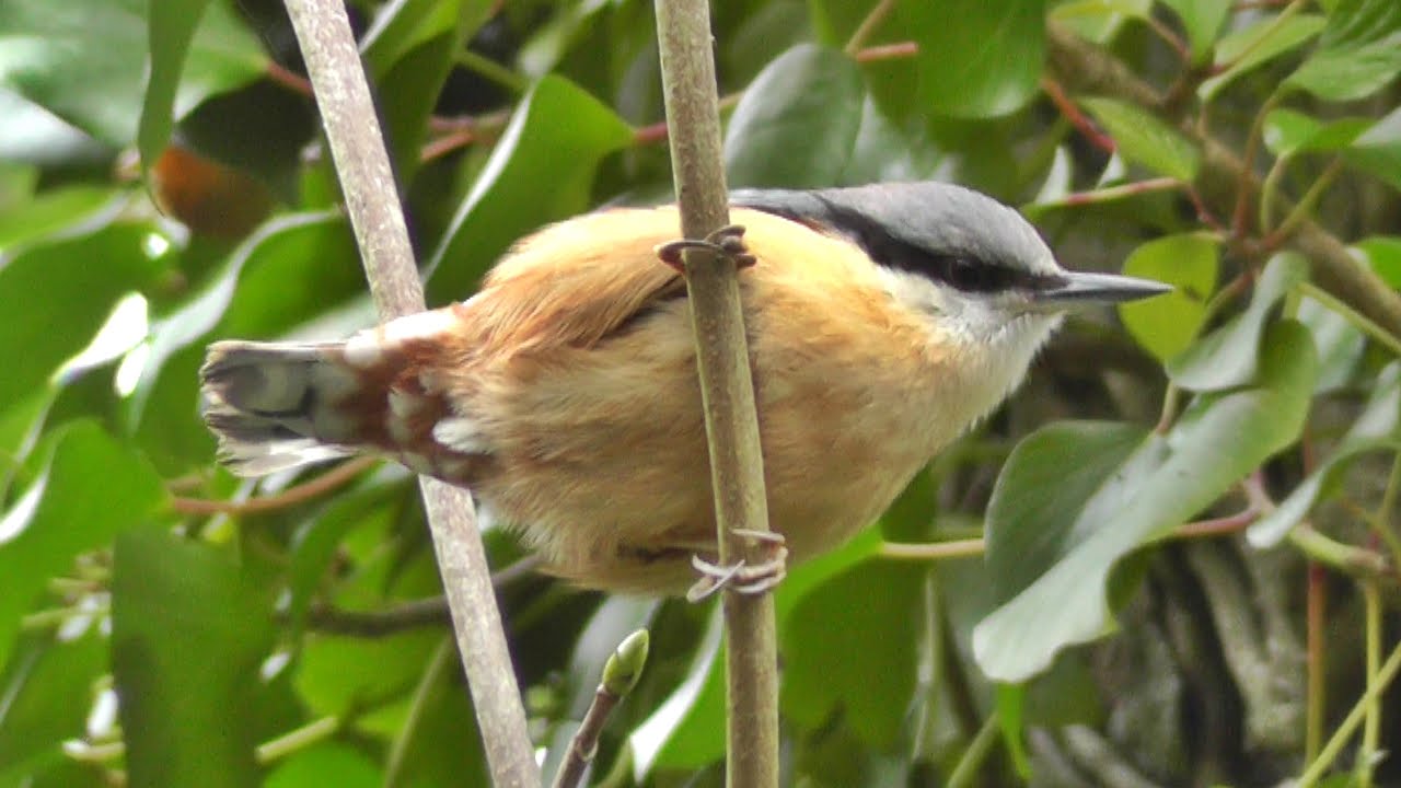 Nuthatch Bird Singing A Most Beautiful Song Ptice Youtube