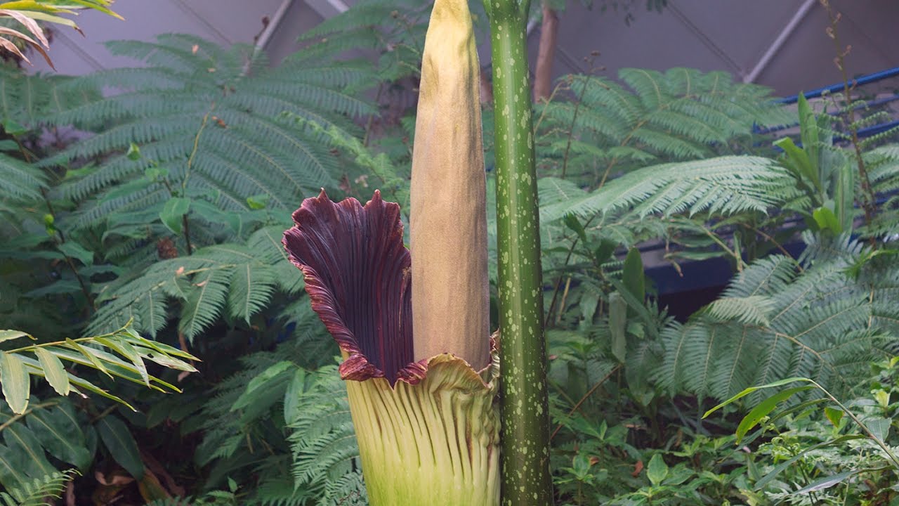 Adelaide Botanic Garden S Corpse Flower Blooms Again Time Lapse Youtube