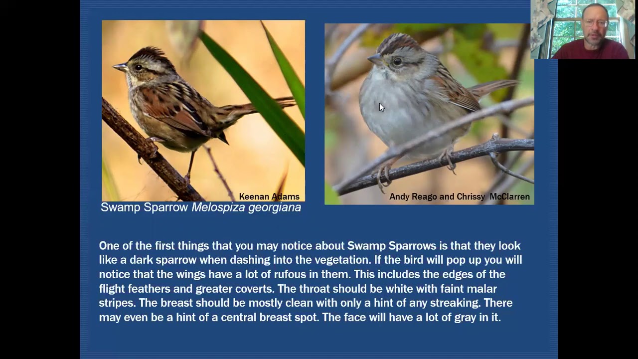 Mini Tutorial Lincoln S Sparrow And Swamp Sparrow Youtube