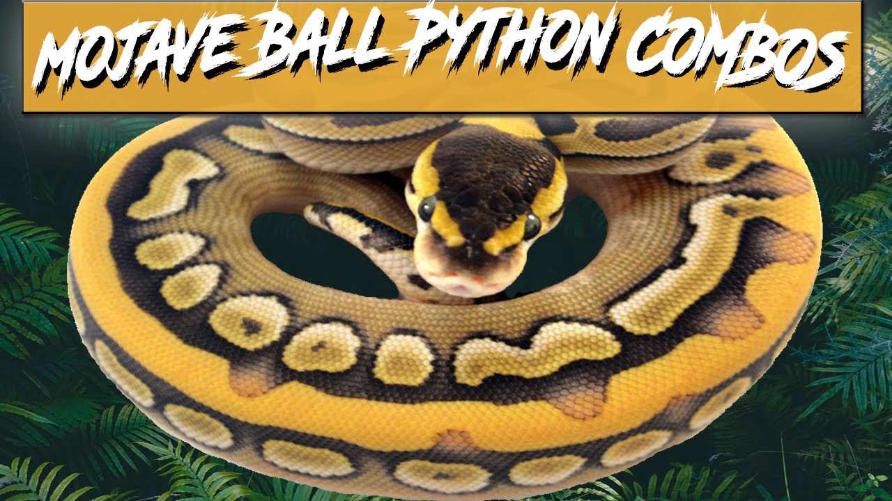 Mojave Ball Python Morph Combos Jack S Reptiles Youtube