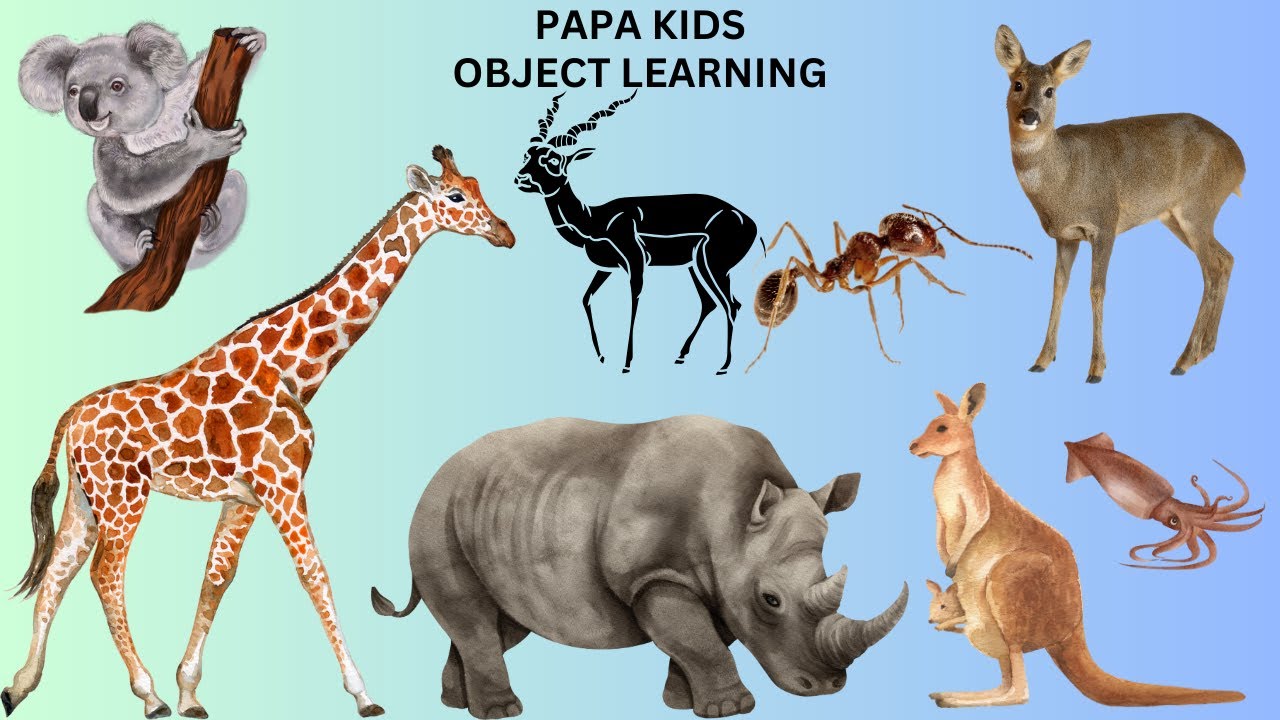 Kids Learning Channel Find The Objects Youtube