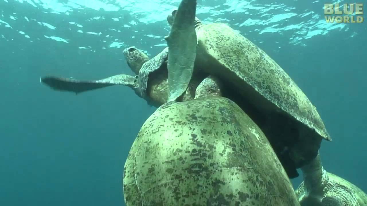 Amazing Sea Turtle Mating Footage Youtube