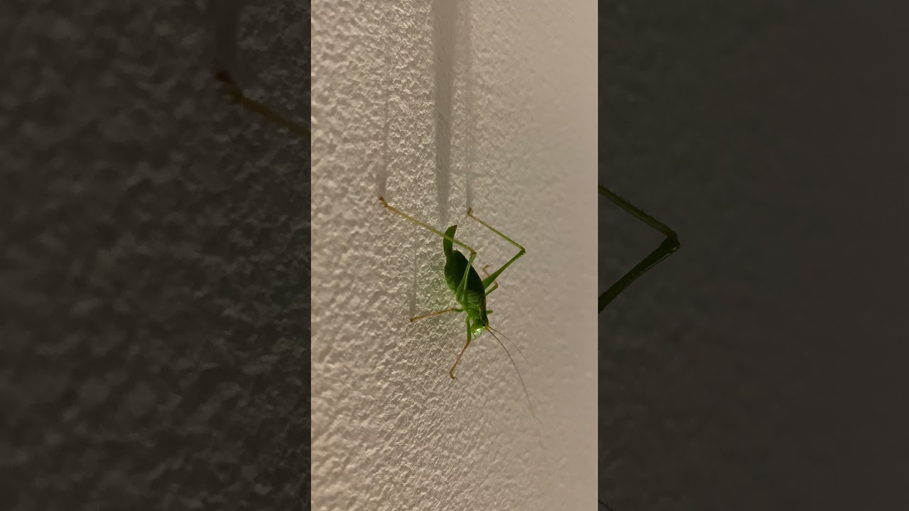 Insect Dance Youtube