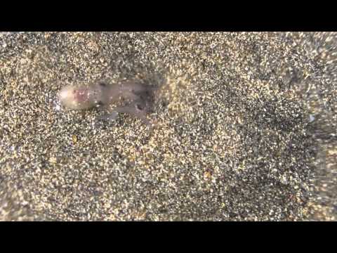 Bizarre Alien Like Creature Spotted Strolling Along Beach Can You