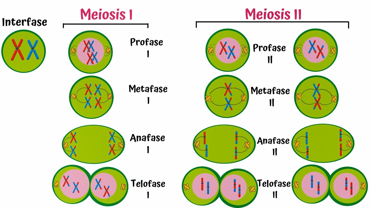Etapas De La Meiosis 1 Y 2 Masteringbiology