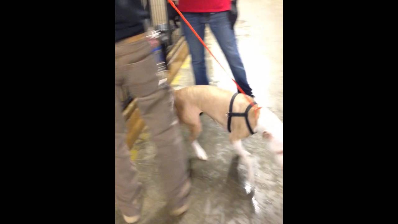 Trim B987cdfe B6d8 470e A7bd A6e124c91e3b Youtube