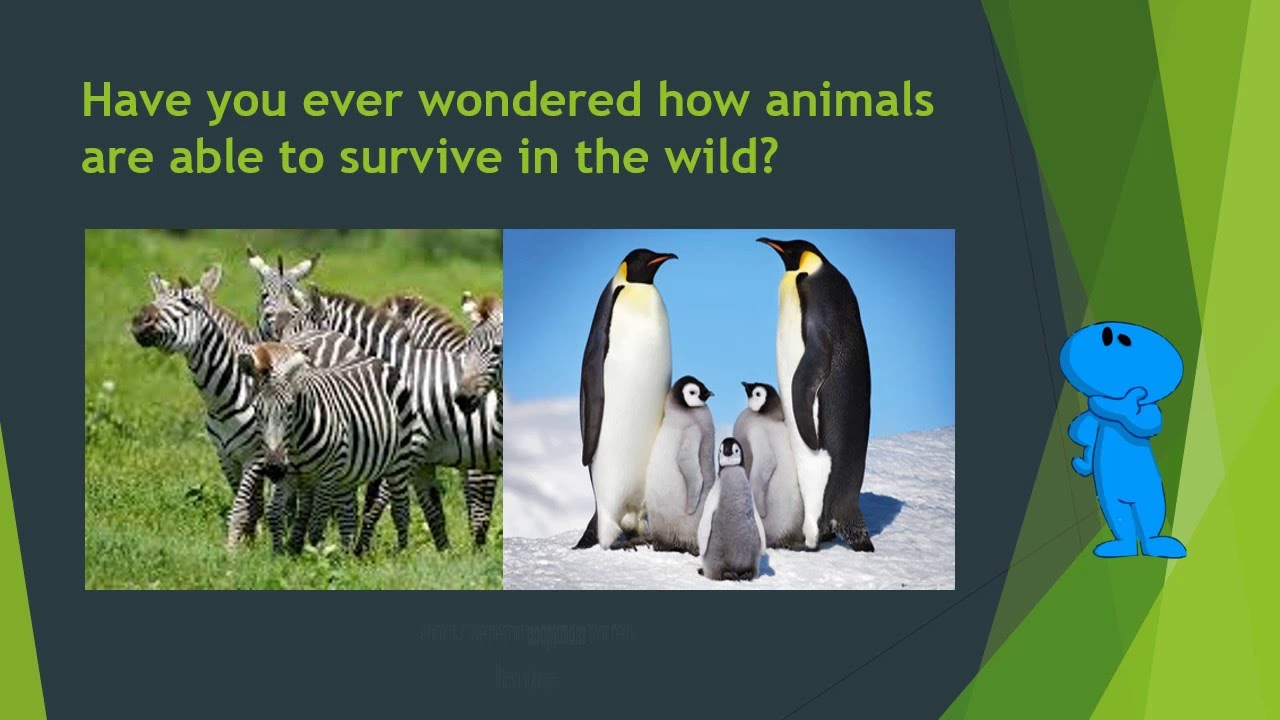 Ppt Habitats And Adaptations Powerpoint Presentation Ppt Ecological