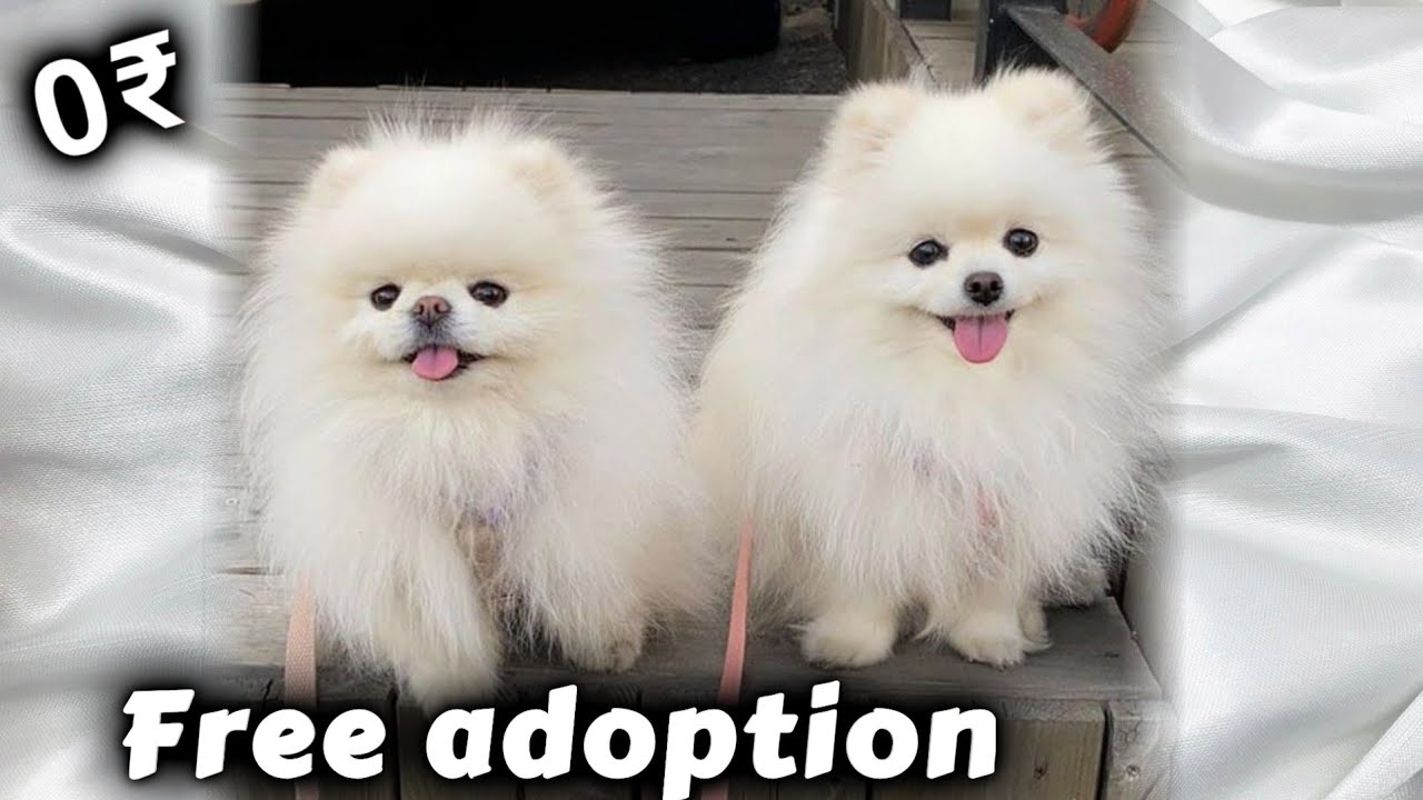 Free Pomeranian Puppy Pomeranian For Free Adoption Best Quality