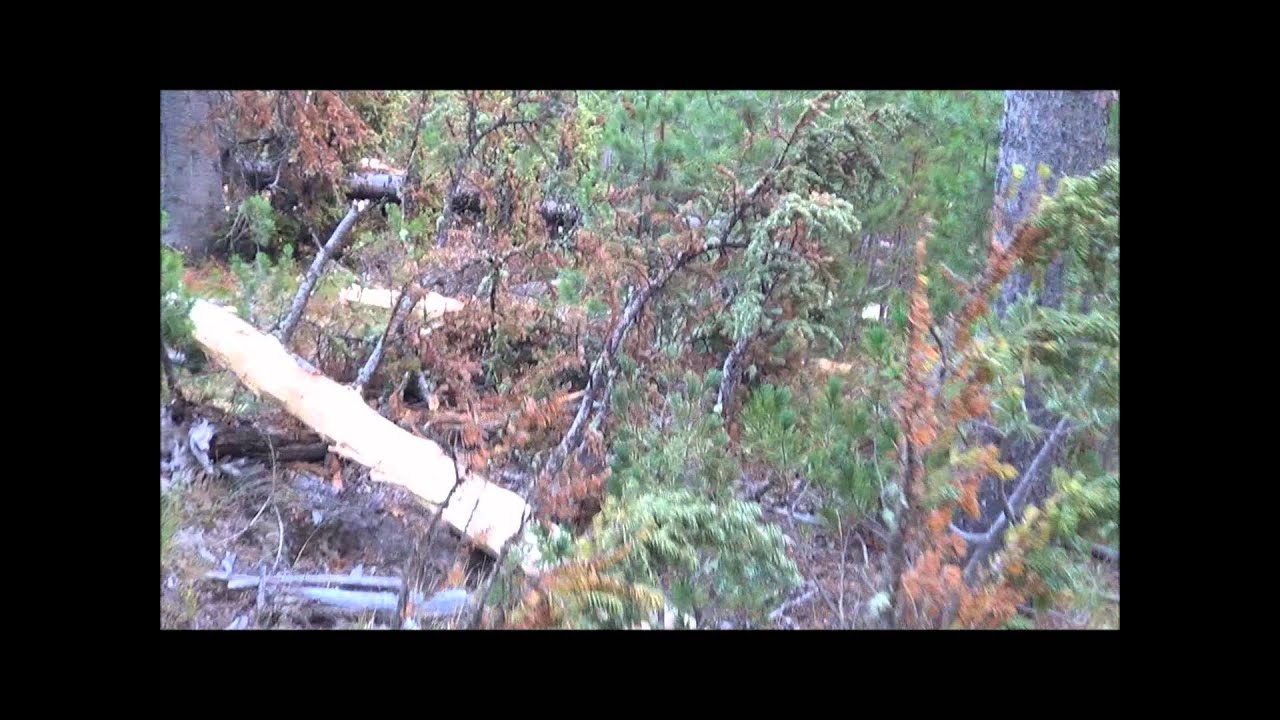 Exploding Tree Youtube