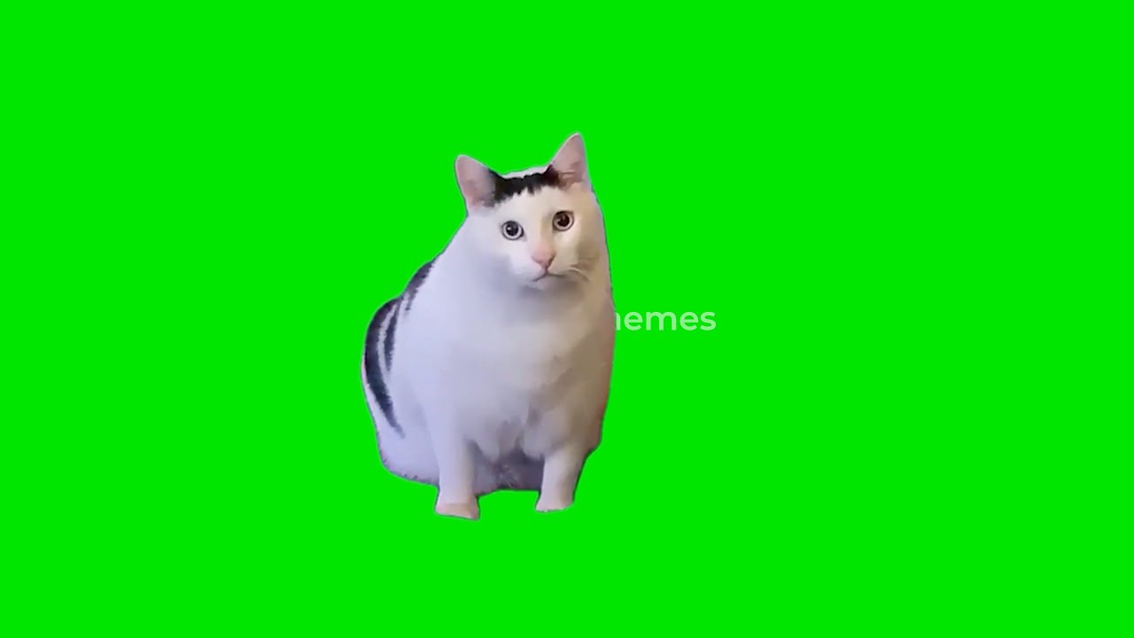 Huh Cat Funny Talking Cat Memes Green Screen 4k Youtube