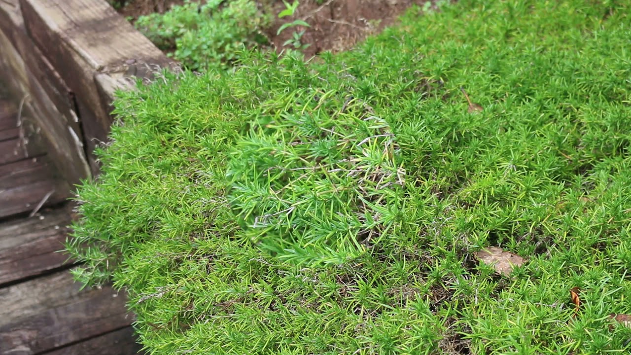 Creeping Phlox Leaves