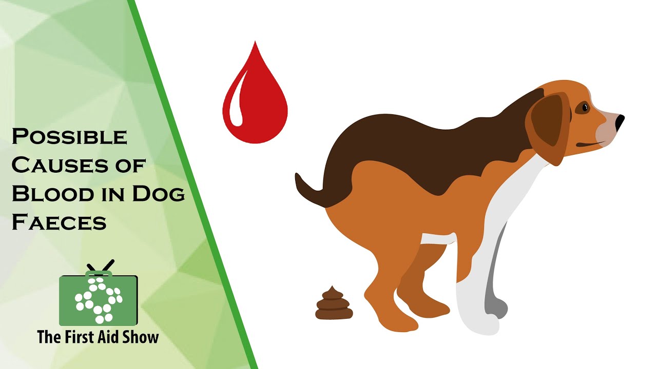 Why Is My Dog S Poop Black And Bloody At Thomas Simpson Blog