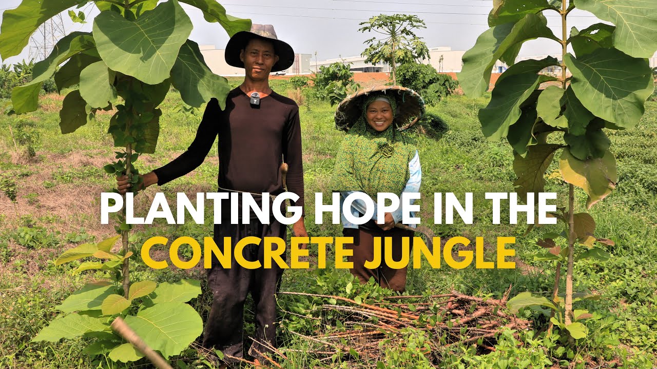 Farmer Story Regreening The Concrete Jungle Of Giic Trees4trees