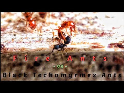 Fire Ants Black Identification Danger And Management Complete Guide