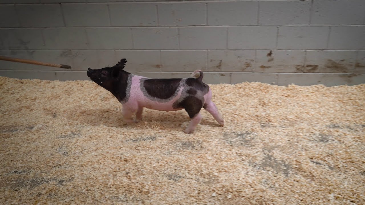 Ottenwalter Showpigs 10 19 20 141 4 Youtube