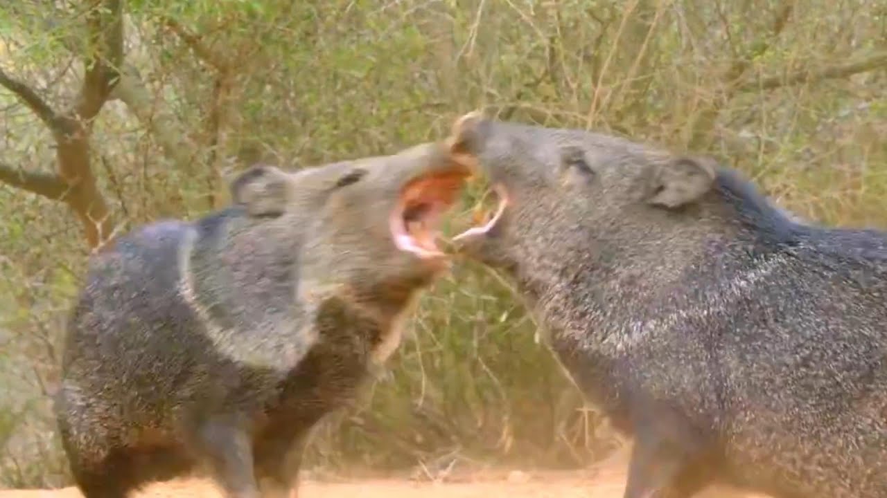 Collared Peccary Javelina One Of Great Fighters 5s Story Animals