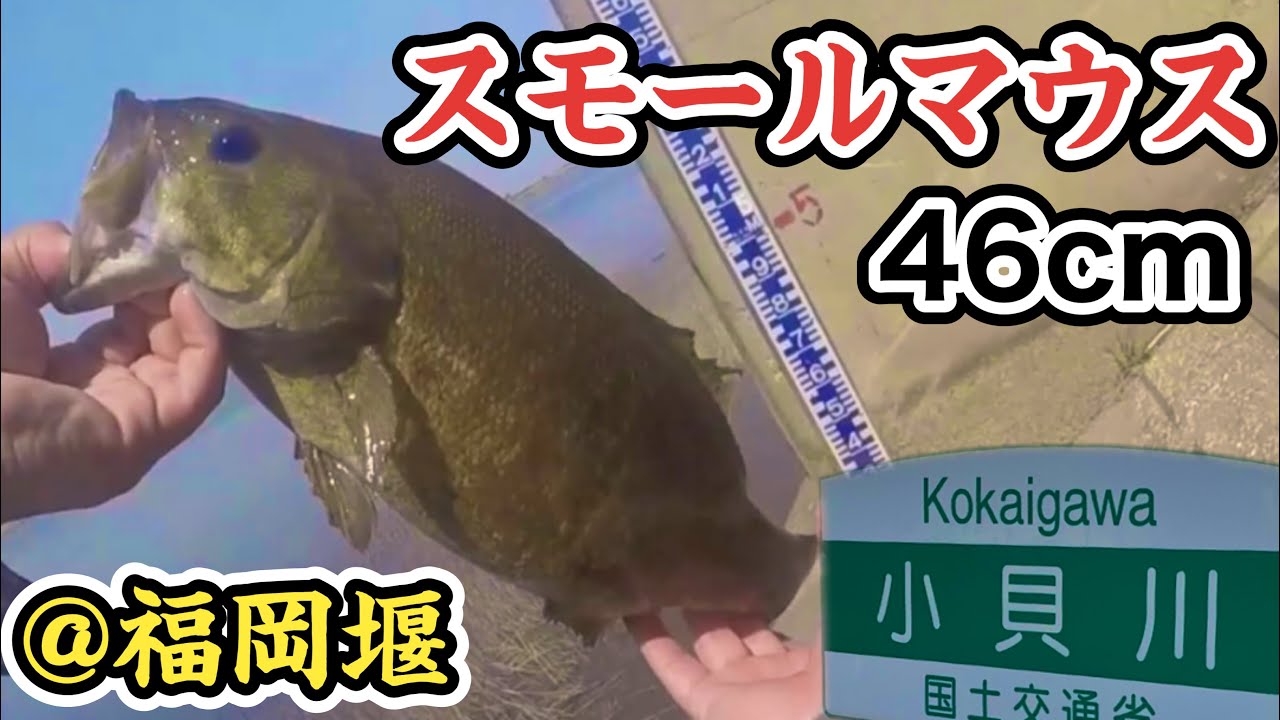 バス釣り 小貝川 デカバス実績の高い福岡堰でスモールマウス狙います Youtube