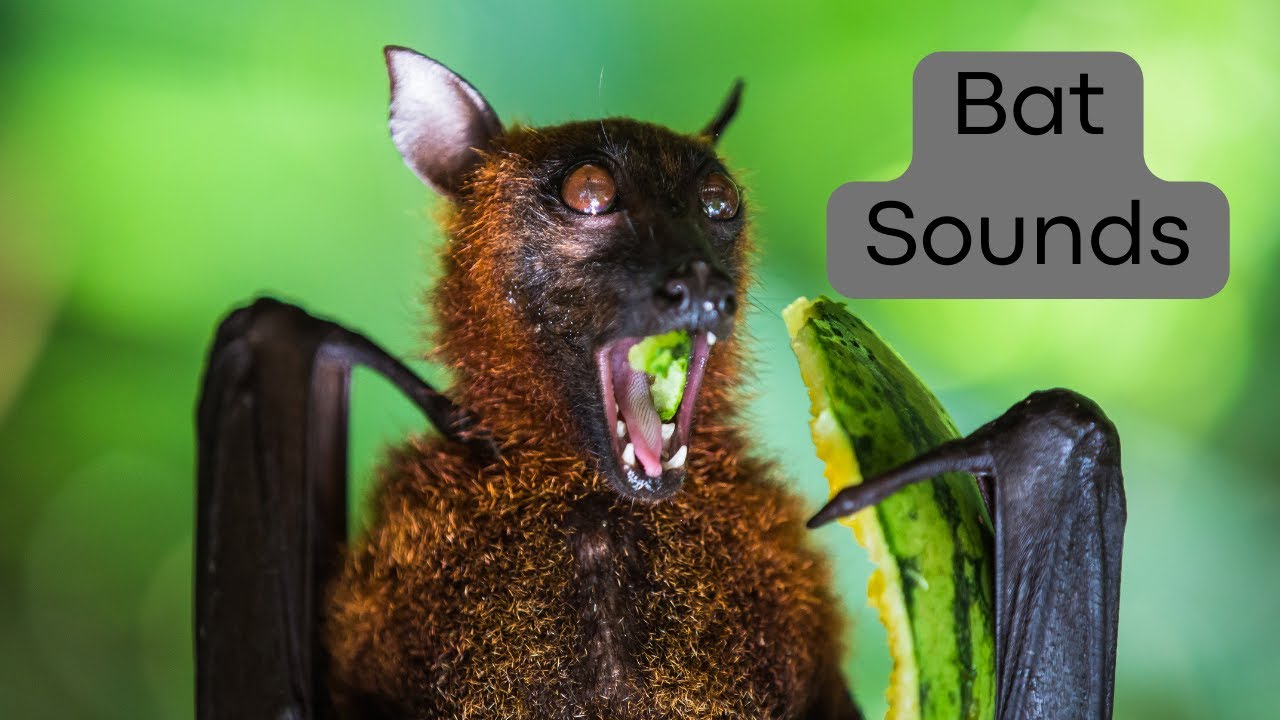 Bat Sounds A Symphony Of Echolocation And Vocalizations Bats Youtube
