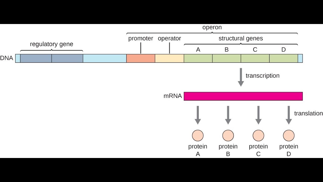 Operon Model Introduction Youtube