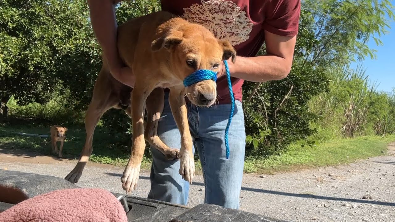 Perrita Callejera Con Una Bola En Su Trasero Youtube