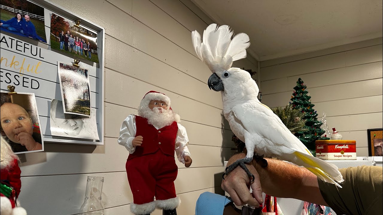 Buster The Cockatoo Santa I M Good Songs Butter Food Selfie