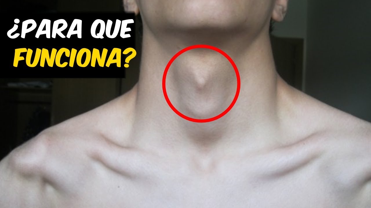 Por Qué La Manzana De Adán Se Mueve Cuando Hablamos Youtube
