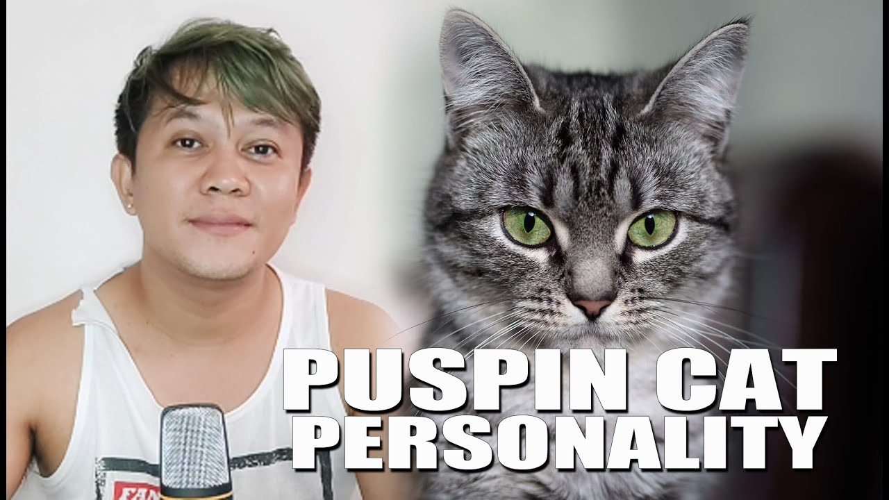Puspin Cat Personality Youtube