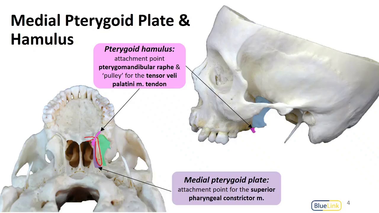 Infratemporal Fossa Lo Pterygoid Plates Youtube