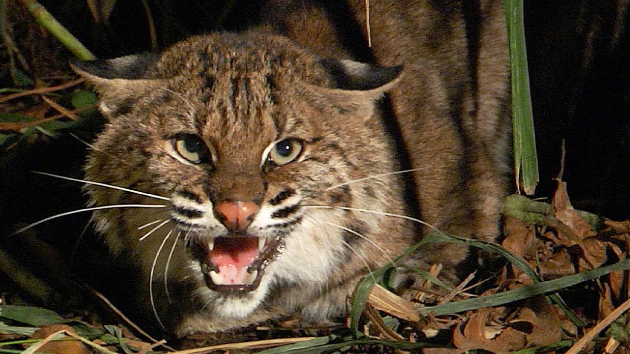 Bobcat Fights Python 02 Cat Attacks Python Youtube