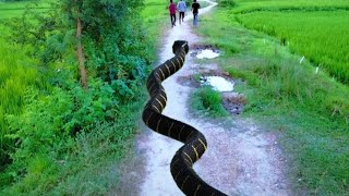 Anaconda Snake Chasing Boy Video Python Snake Anaconda Viral Shorts ...