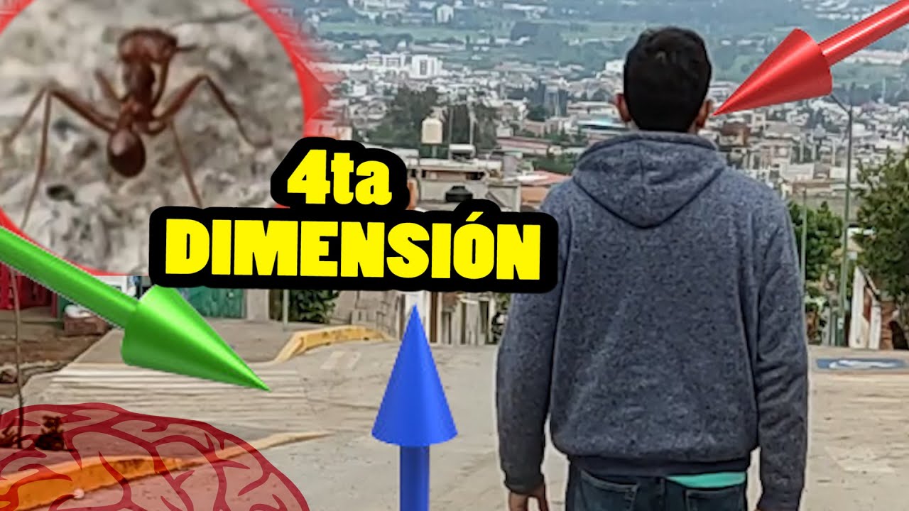 Entiende La 4ta Dimensión Con Hormigas Youtube