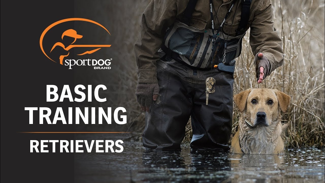 Basic Training Retrievers Youtube