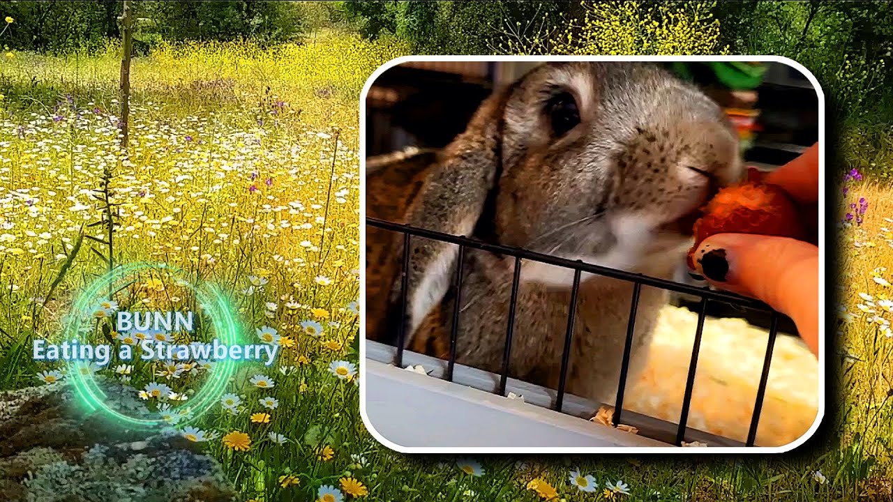 Do Bunnies Eat Mouse At Carolann Ness Blog