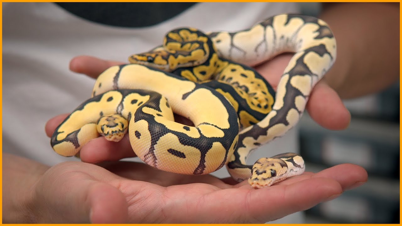 The Most Underrated Ball Python Morph Lace Project Special