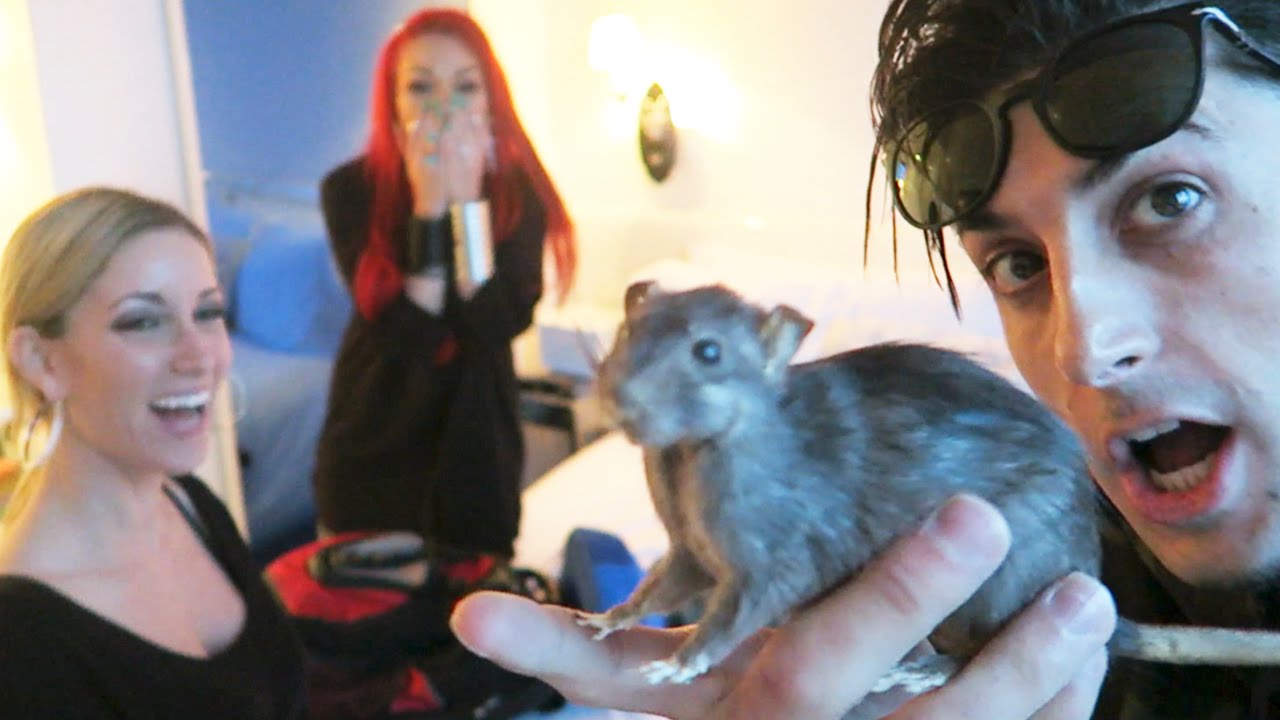 Funny Rat Prank Youtube