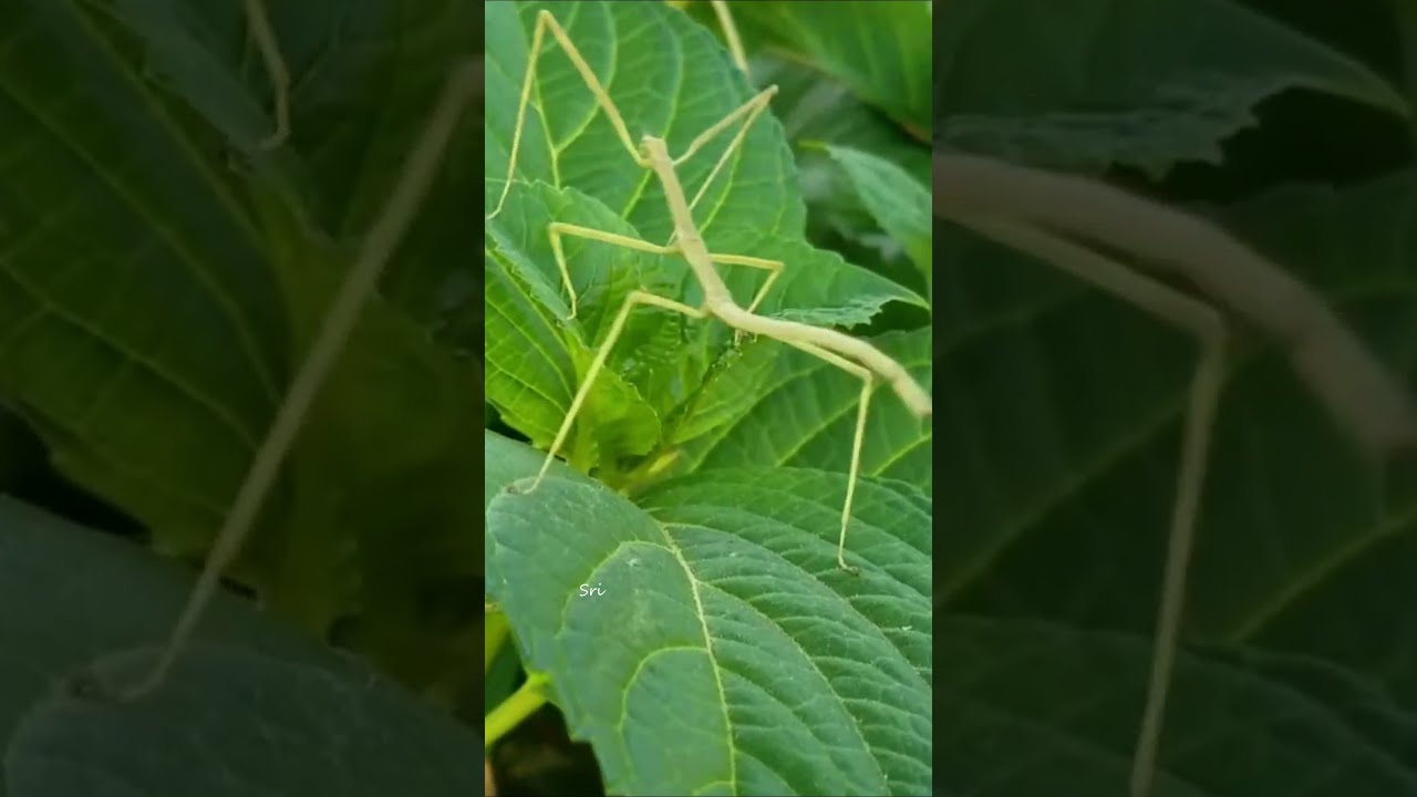 Dancing Stick Bug Daddy Yankee Dura Youtube