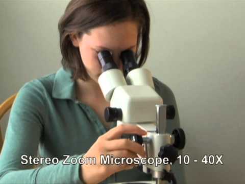 Learning About Stereo Microscopes Youtube