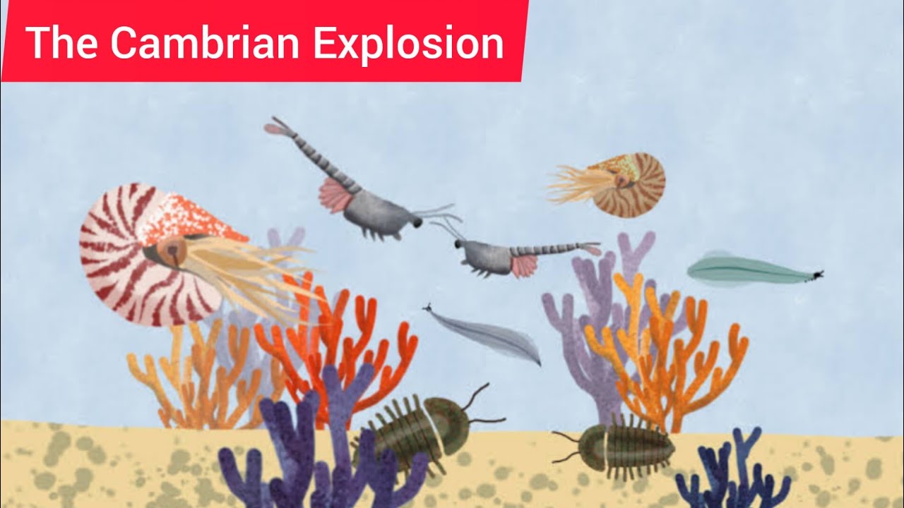 Explaining The Cambrian Explosion And The Entire Cambian Period Youtube