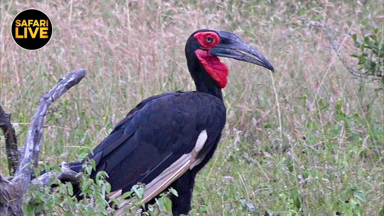 Safarilive Sunset Safari April 06 2019 Youtube