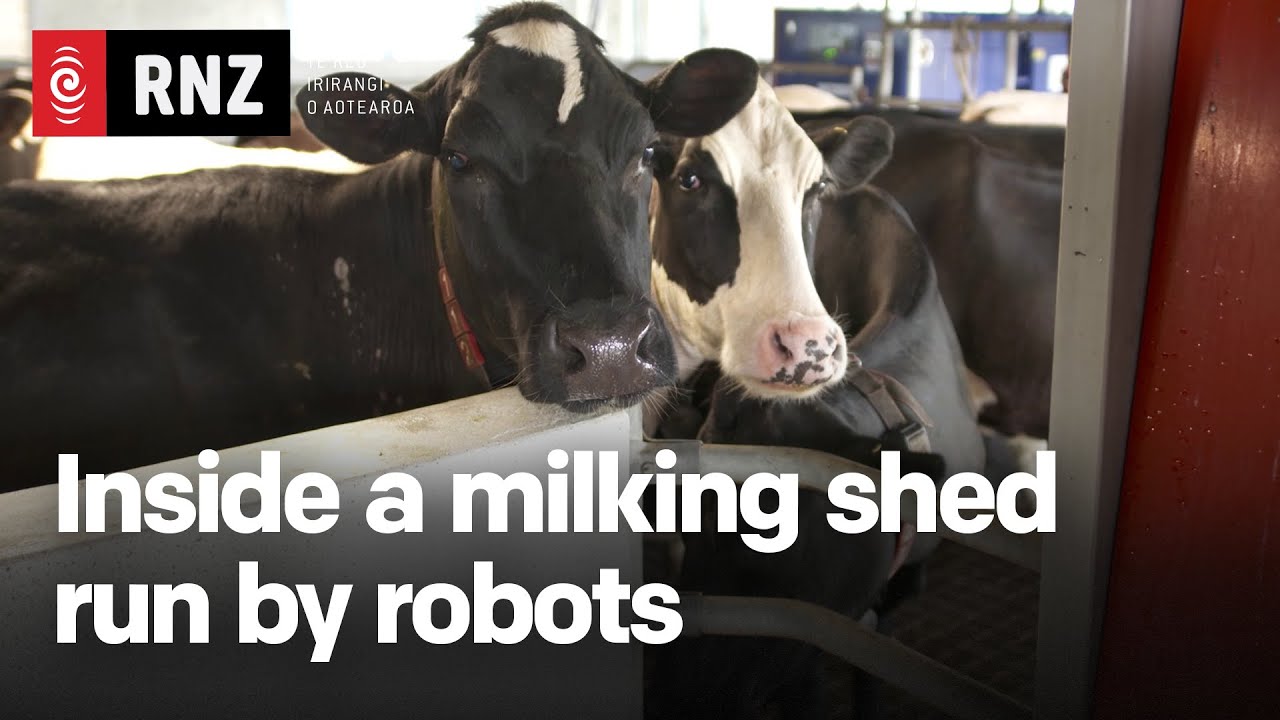 Inside A Cow Shed Run By Robots Youtube
