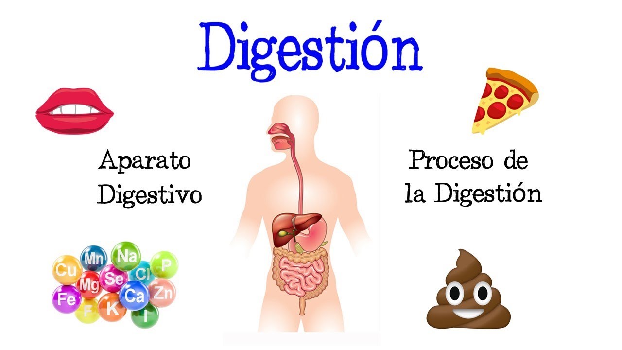 рџќћ La Digestiгіn Y Su Proceso Aparato Digestivo рџ Fгўcil Y Rгўpido